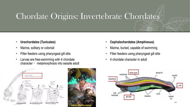 Origin of Chordates (vertebrates) theory.pptx