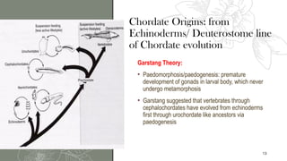Origin of Chordates (vertebrates) theory.pptx