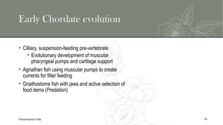 Origin of Chordates (vertebrates) theory.pptx