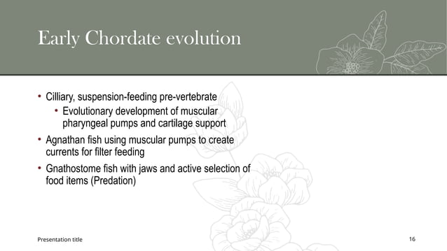 Origin of Chordates (vertebrates) theory.pptx