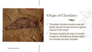 Origin of Chordates (vertebrates) theory.pptx