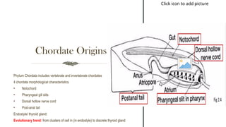 Origin of Chordates (vertebrates) theory.pptx