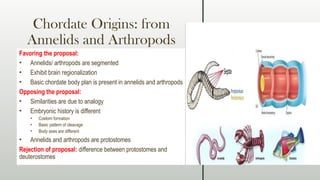 Origin of Chordates (vertebrates) theory.pptx