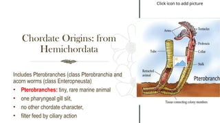 Origin of Chordates (vertebrates) theory.pptx