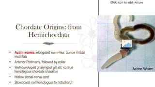 Origin of Chordates (vertebrates) theory.pptx