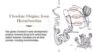 Origin of Chordates (vertebrates) theory.pptx