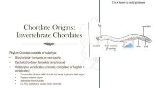 Origin of Chordates (vertebrates) theory.pptx