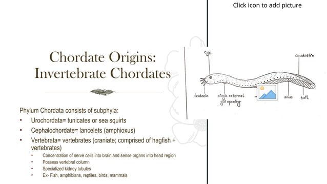Origin of Chordates (vertebrates) theory.pptx