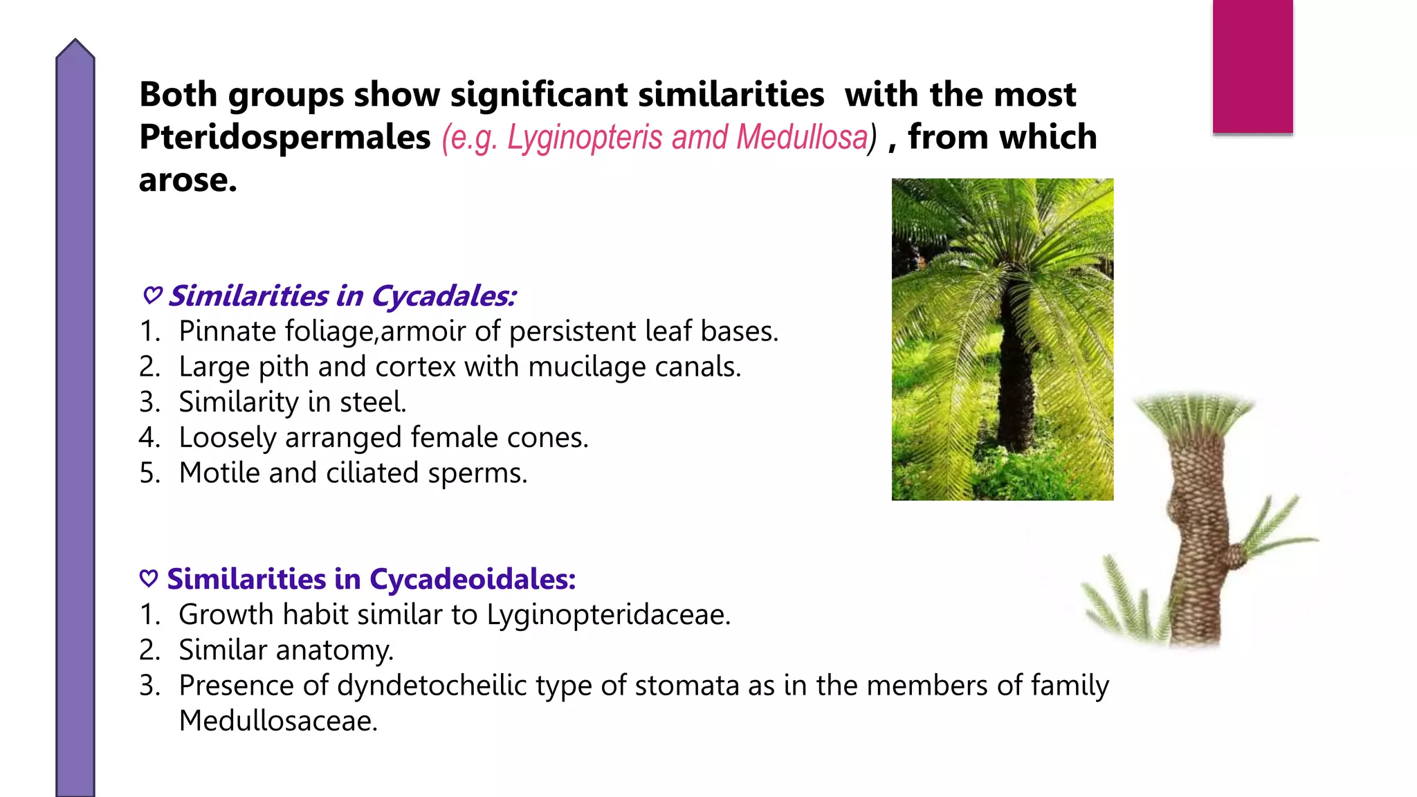 origin of Gymnosperms.pptx