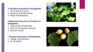 origin of Gymnosperms.pptx