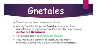 origin of Gymnosperms.pptx