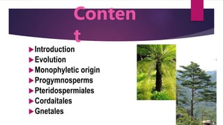 origin of Gymnosperms.pptx