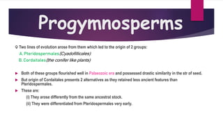 origin of Gymnosperms.pptx