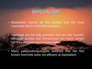 Hominid Evolution | PPTX