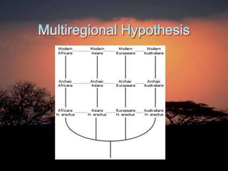 Multiregional Hypothesis