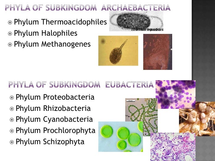 Eubacteria Kingdom Animals