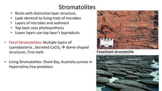origin of life.pptx