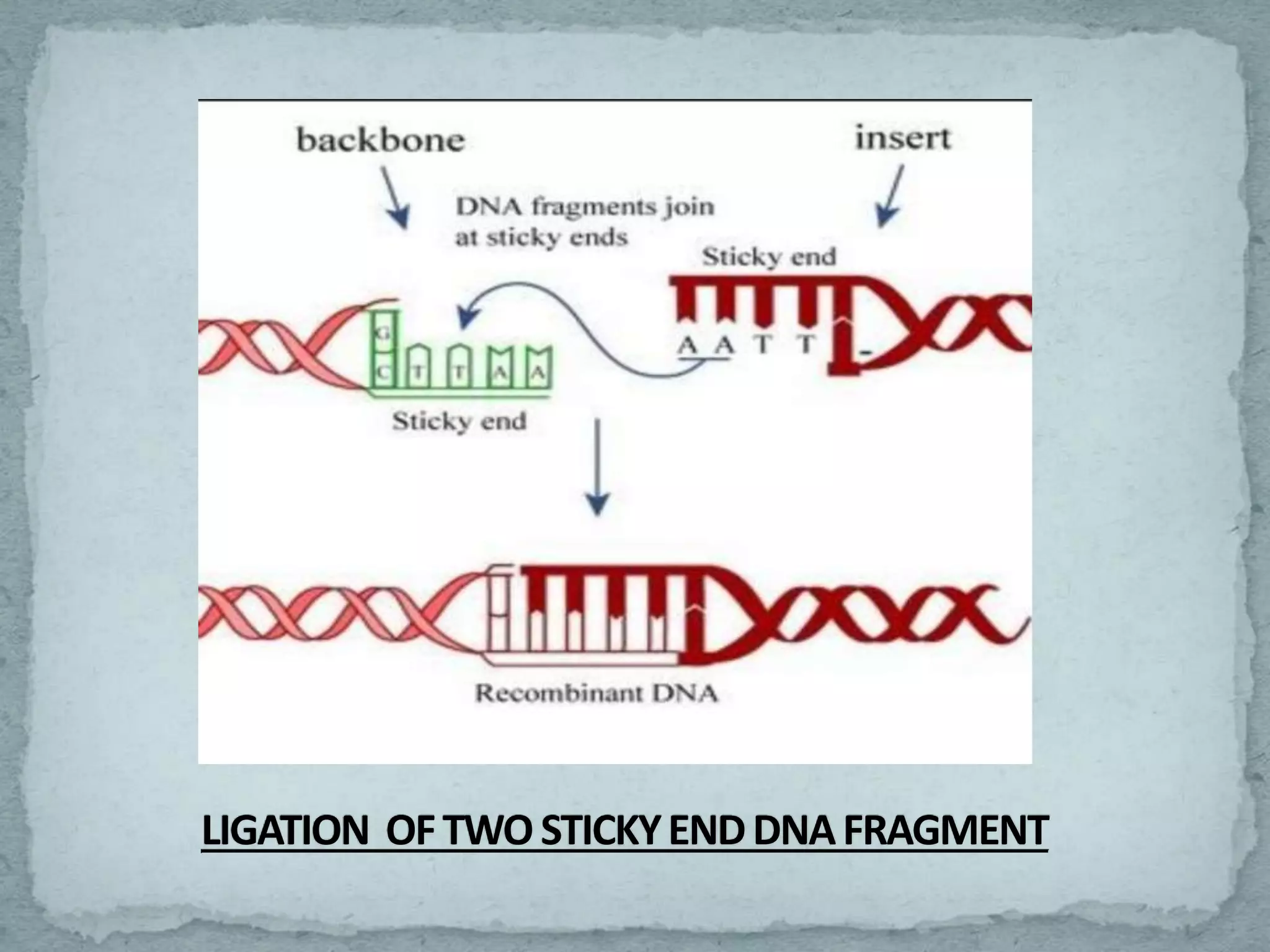 Origin of replication, replication fork, enzymes | PPTX