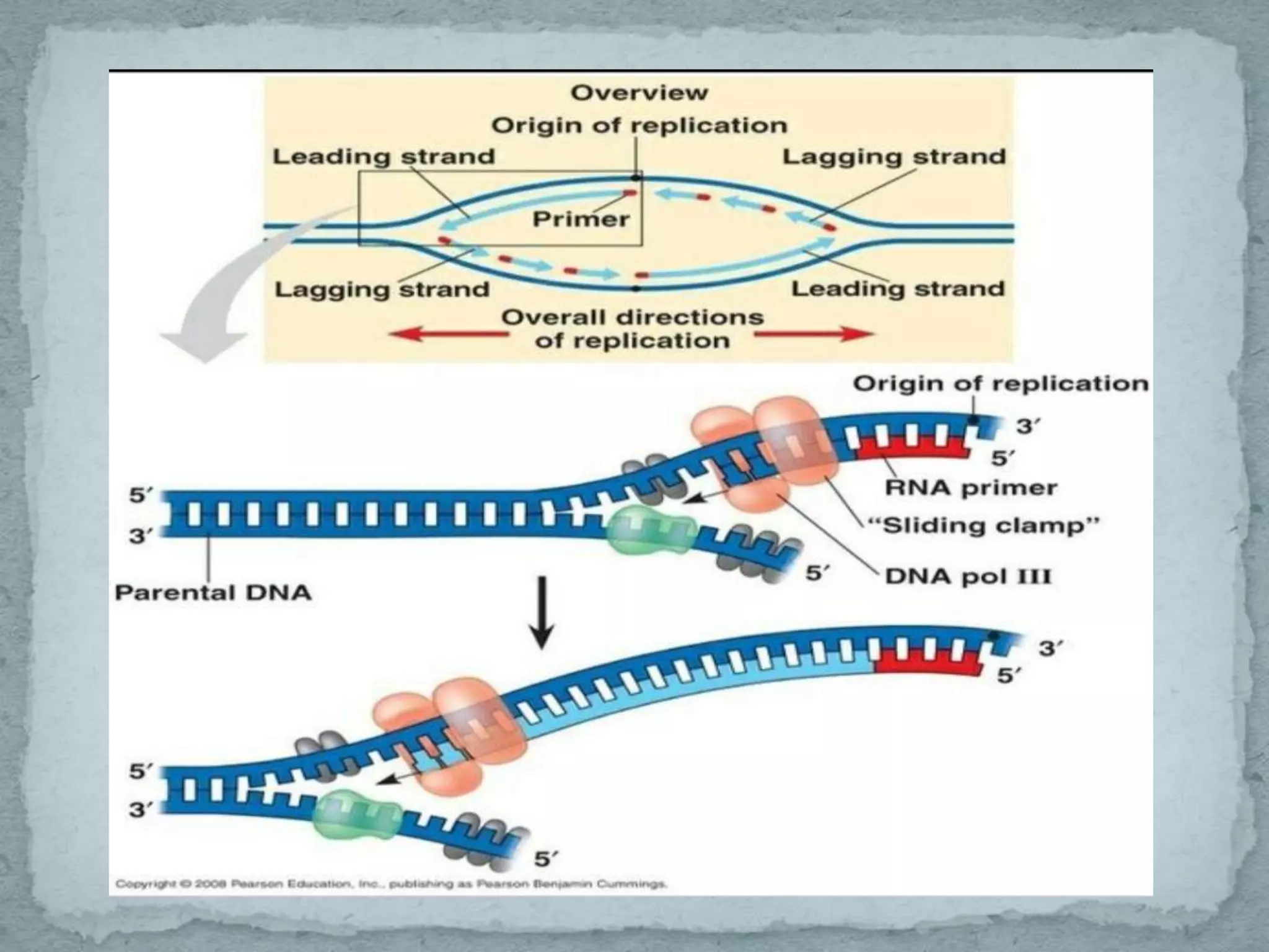 Origin of replication, replication fork, enzymes | PPTX