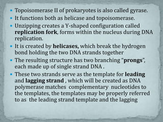 Origin of replication, replication fork, enzymes | PPTX