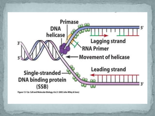 Origin of replication, replication fork, enzymes | PPTX
