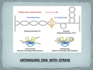 Origin of replication, replication fork, enzymes | PPTX