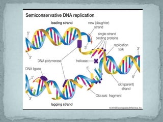 Replication Fork With Enzymes