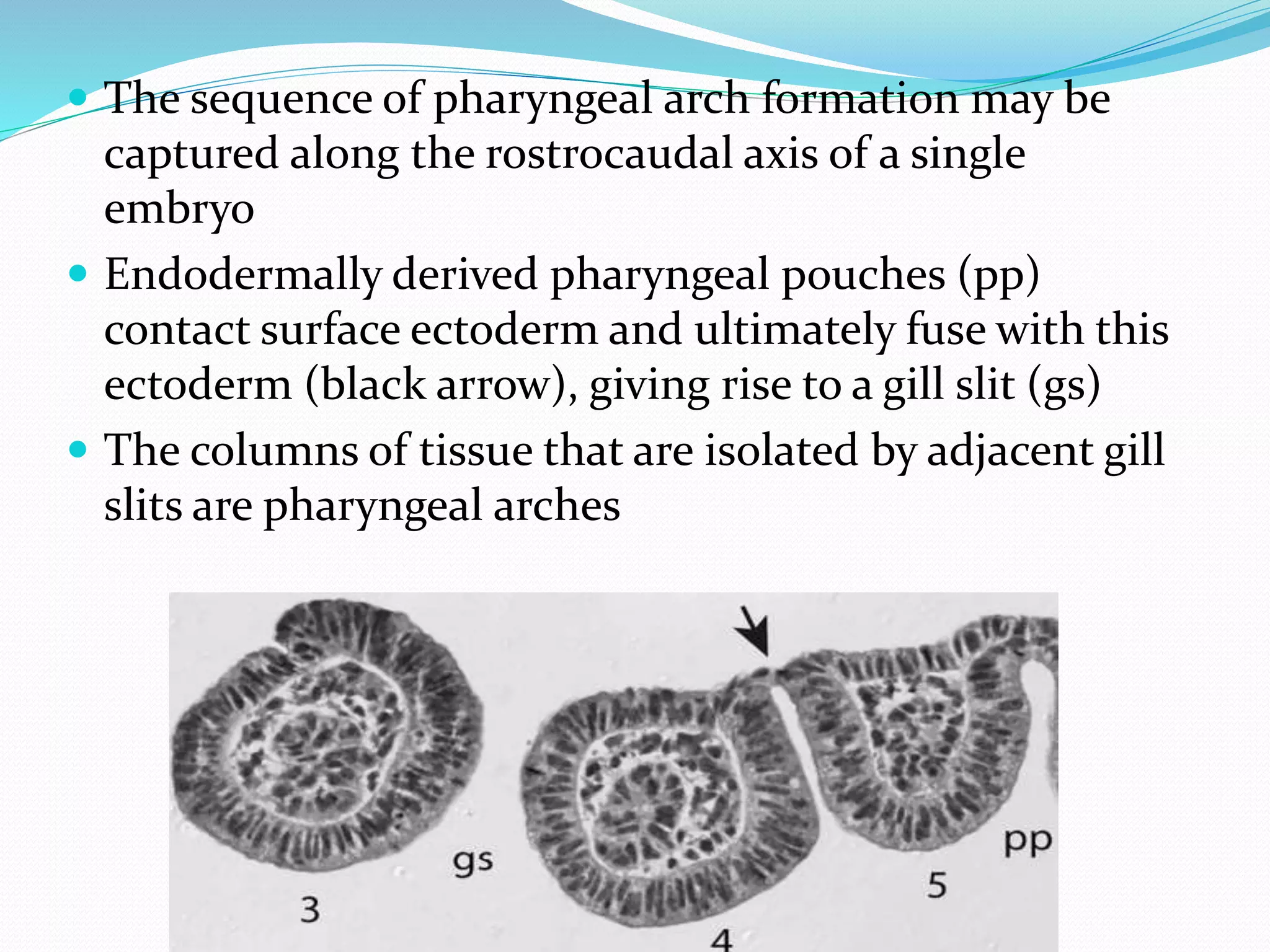 Origin of respiratory gills | PPTX