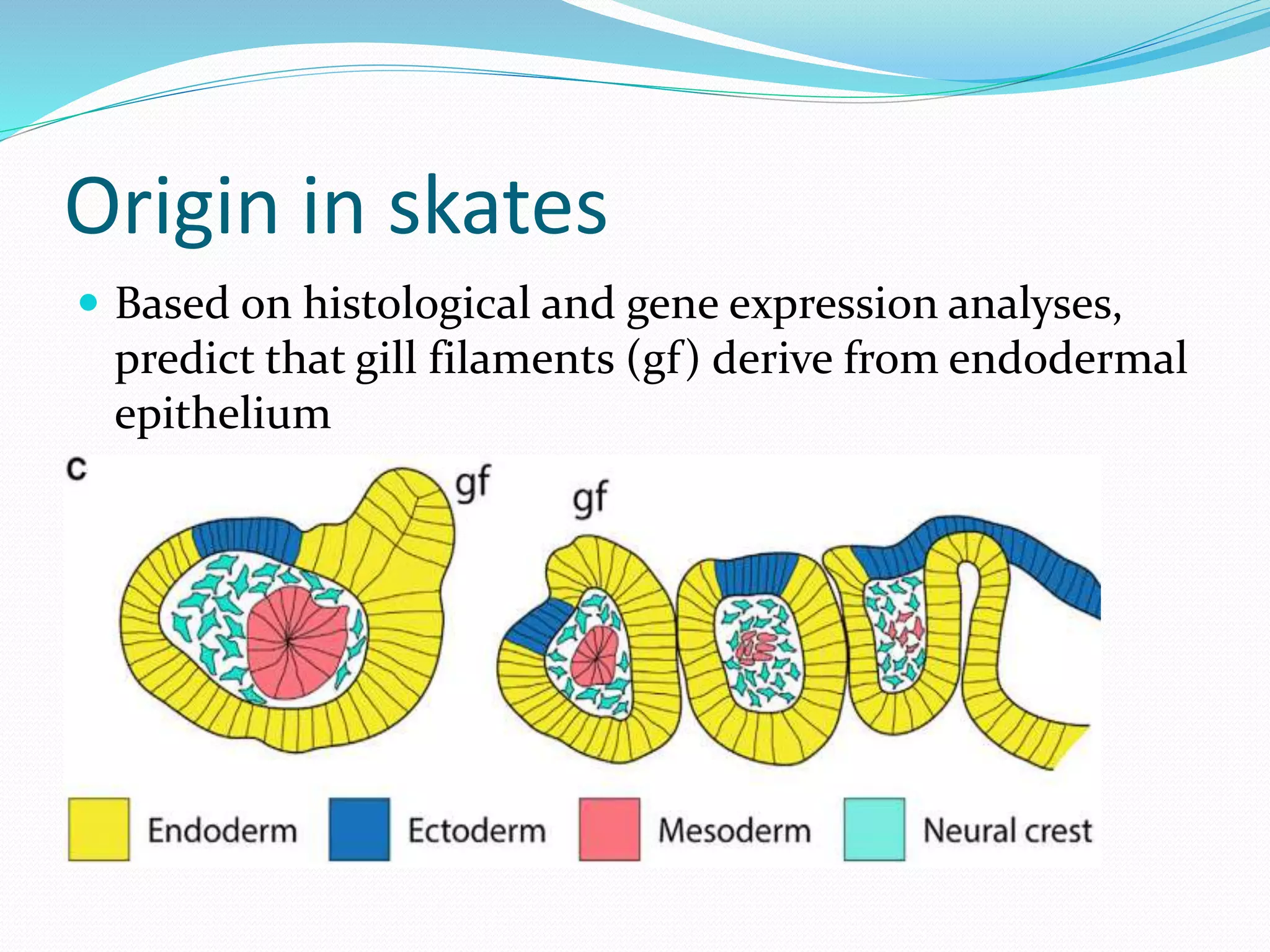 Origin of respiratory gills | PPTX