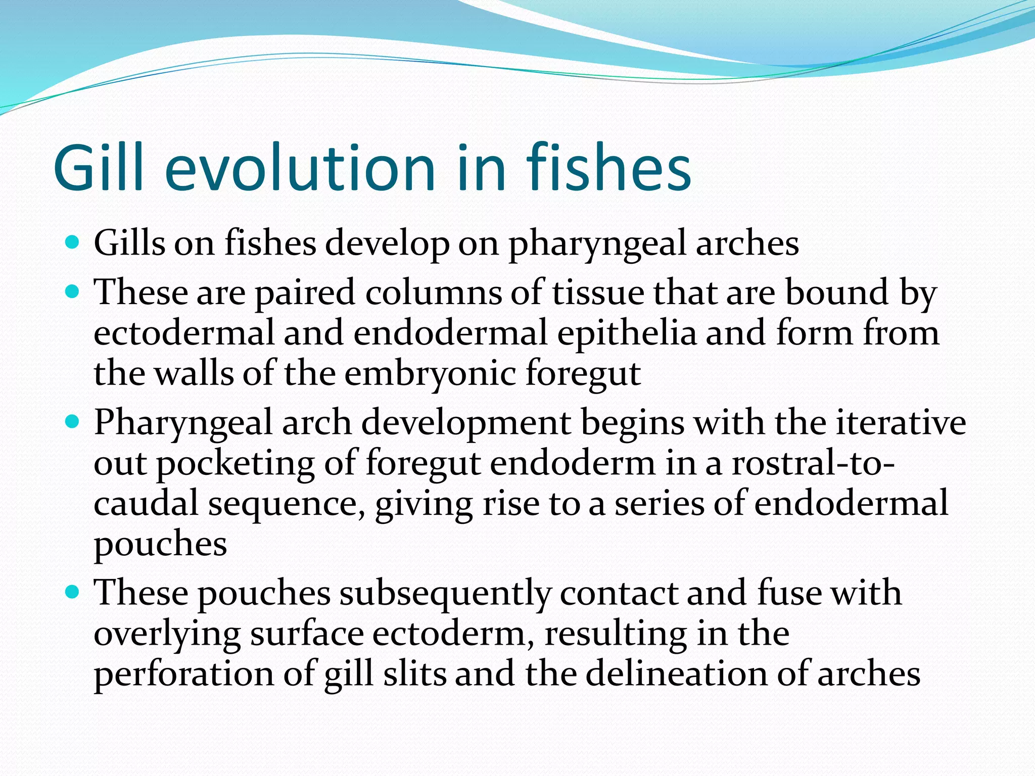 Origin of respiratory gills | PPTX