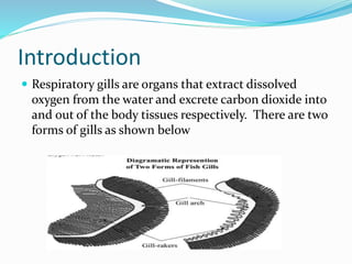 Origin of respiratory gills | PPT