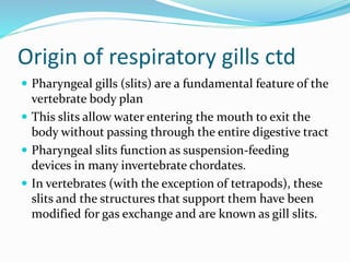 Origin of respiratory gills | PPT