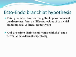 Origin of respiratory gills | PPT