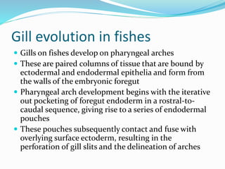 Origin of respiratory gills | PPT