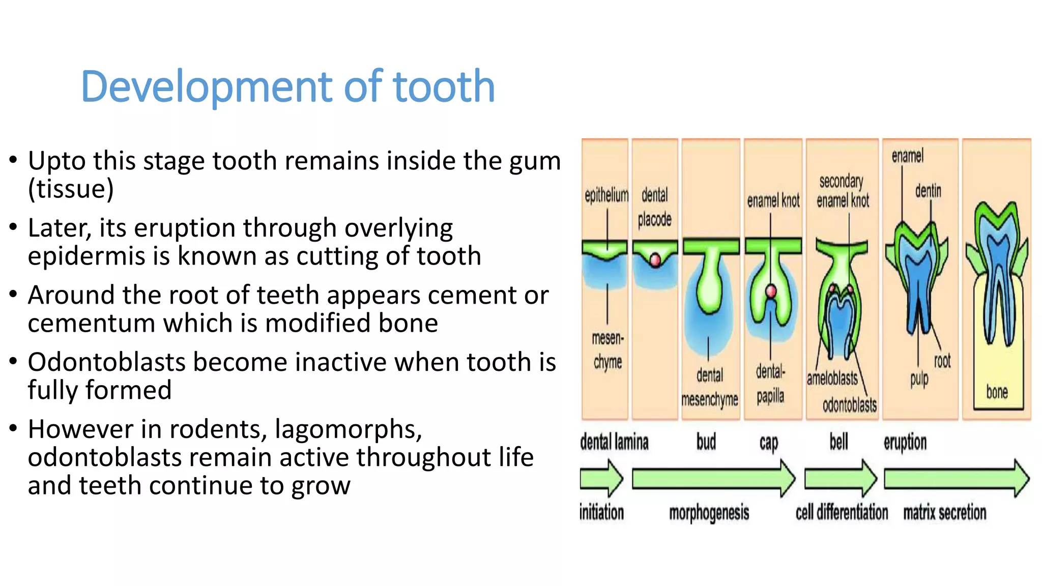 Origin of teeth | PPTX