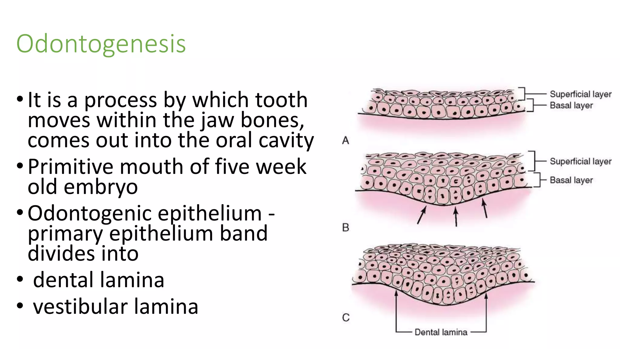 Origin of teeth | PPTX