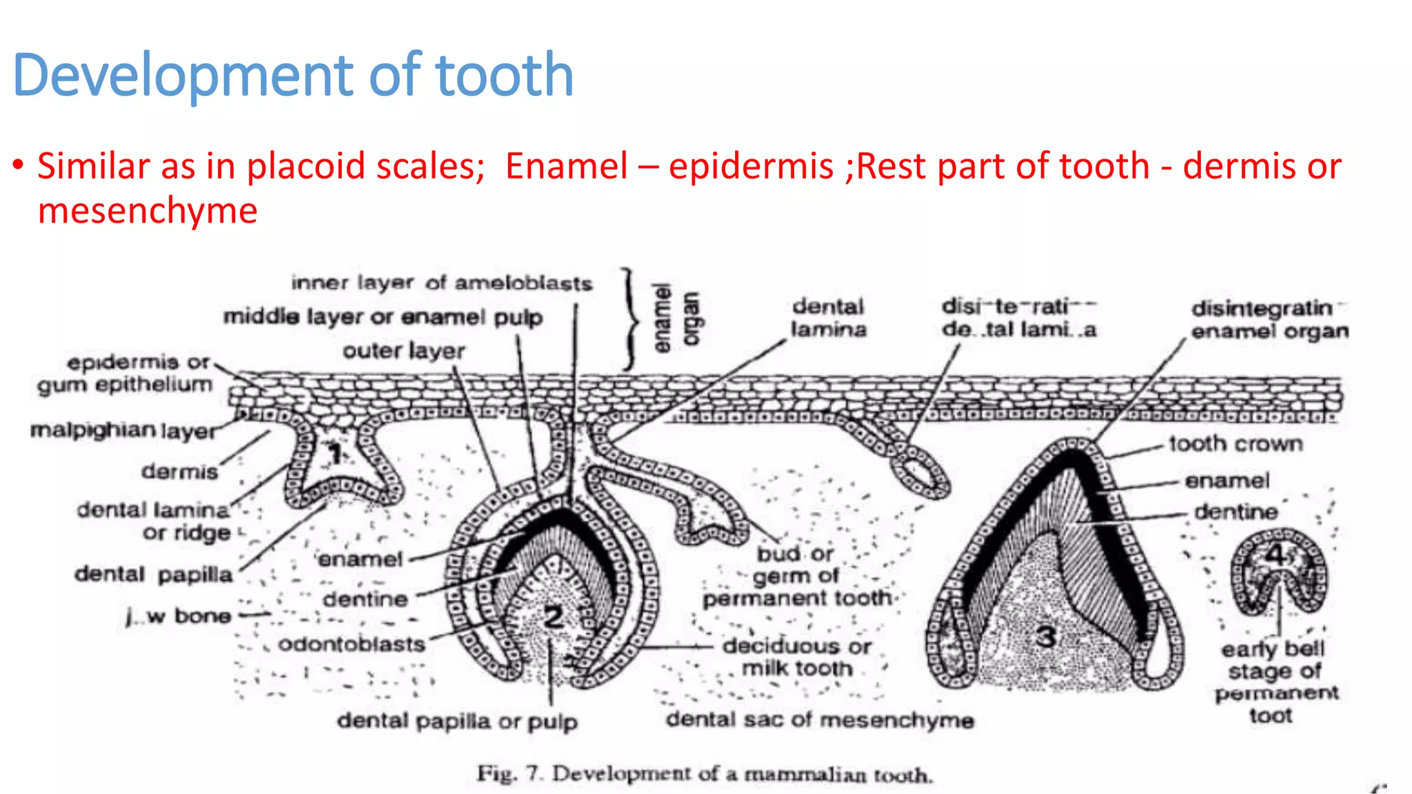 Origin of teeth | PPTX