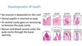Origin of teeth | PPTX
