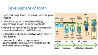 Origin of teeth | PPTX