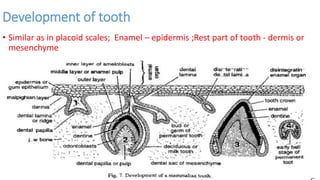 Origin of teeth | PPTX