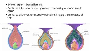 Origin of teeth | PPTX