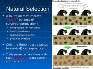 Origins of Life 2 - Mechanisms | PPT