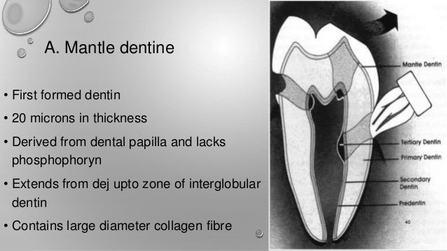 DENTIN