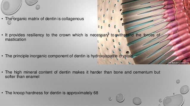 DENTIN