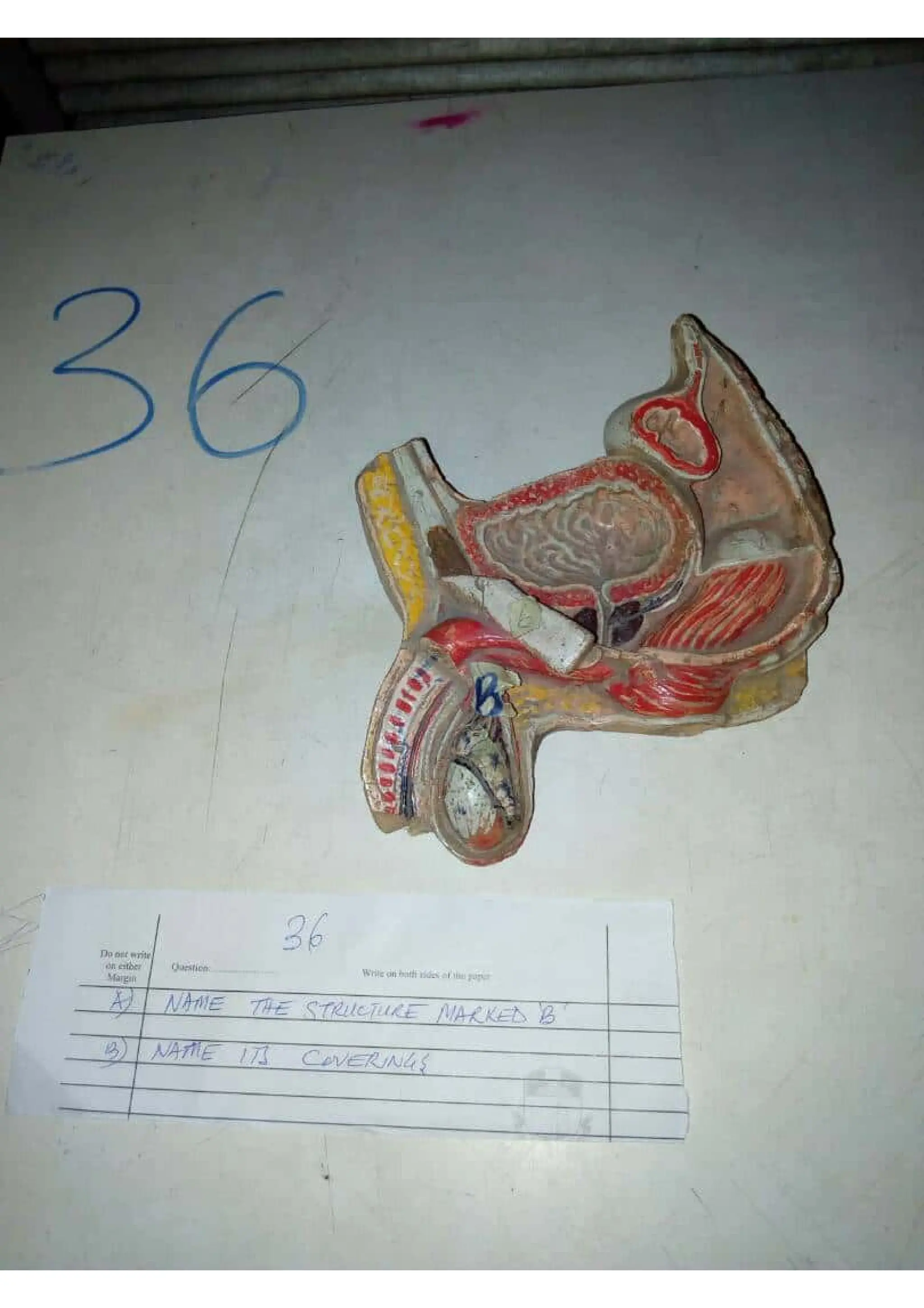 The steeplechase exam in Human Anatomy practical | PDF