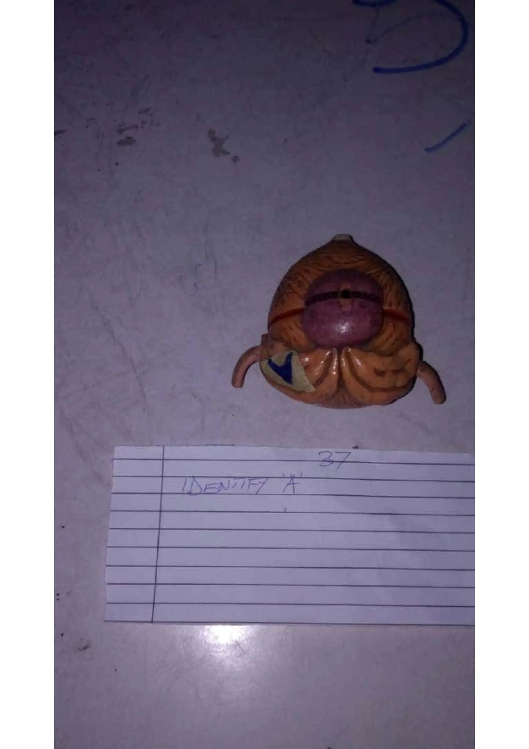 The steeplechase exam in Human Anatomy practical | PDF