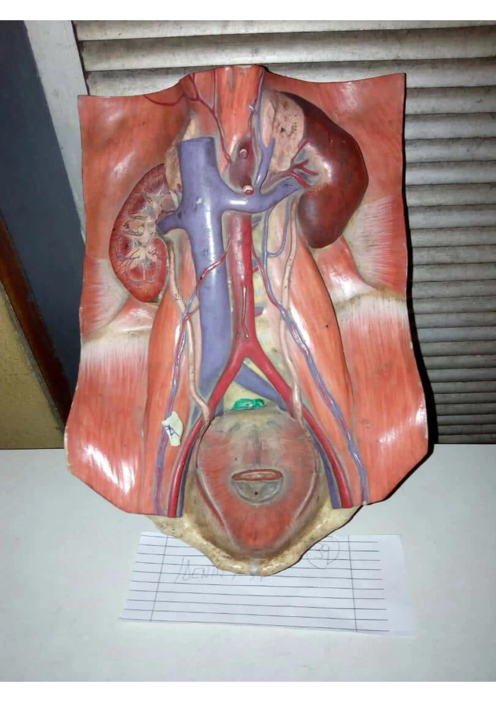 The steeplechase exam in Human Anatomy practical | PDF