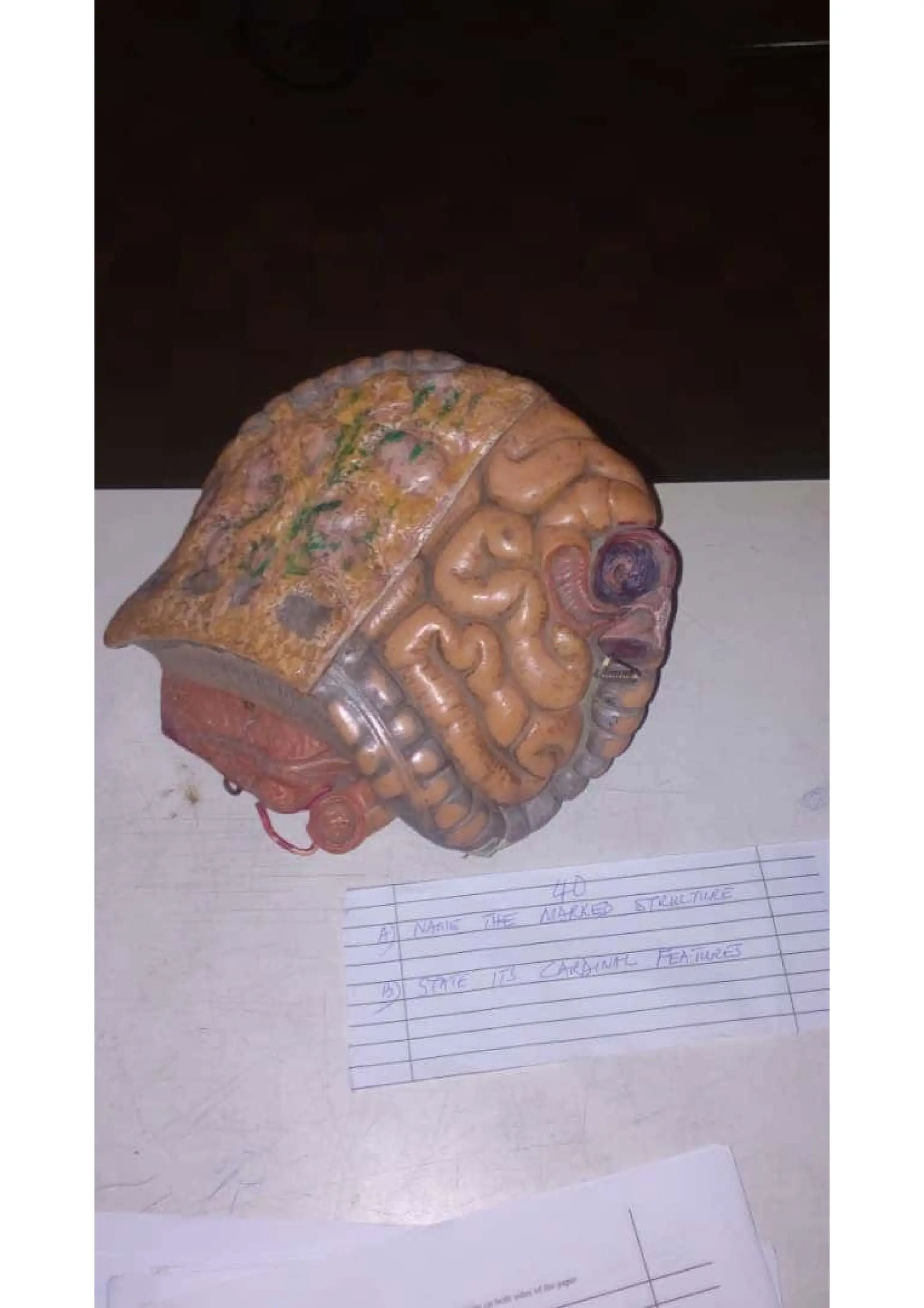 The steeplechase exam in Human Anatomy practical | PDF