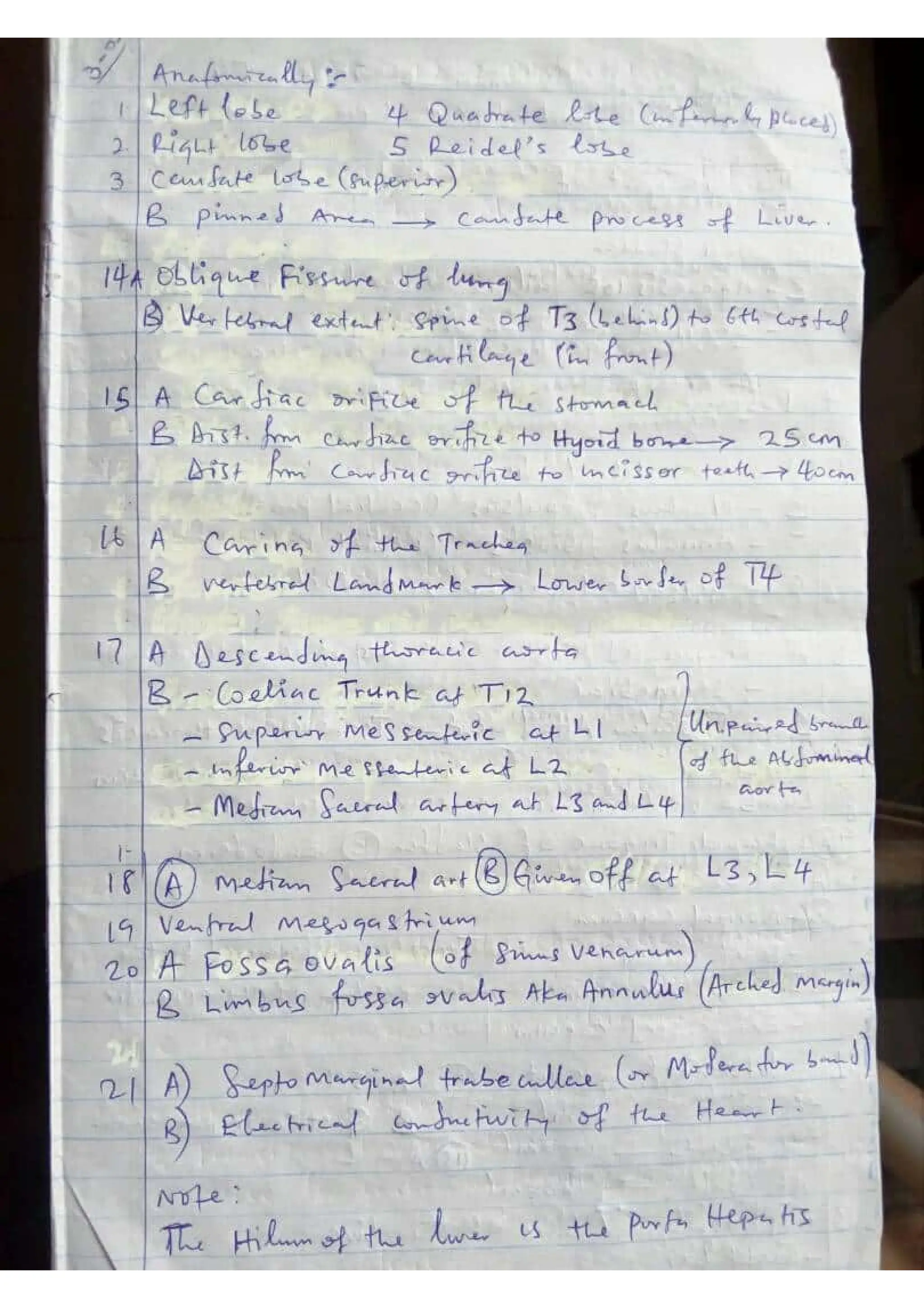 The steeplechase exam in Human Anatomy practical | PDF