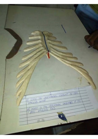 The steeplechase exam in Human Anatomy practical | PDF